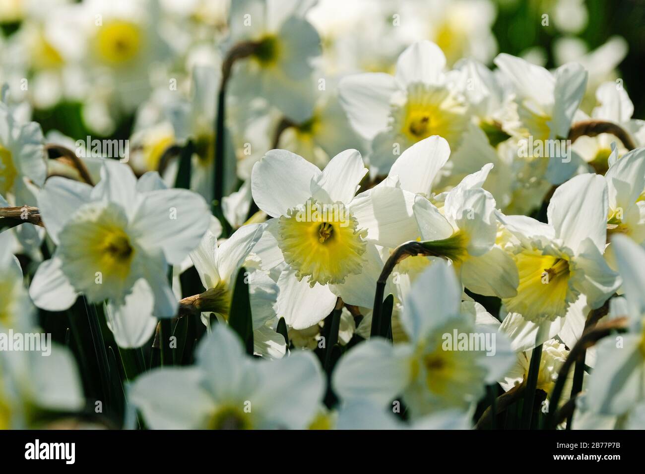 Jonquilles de jardin de printemps hi-res stock photography and images - Alamy
