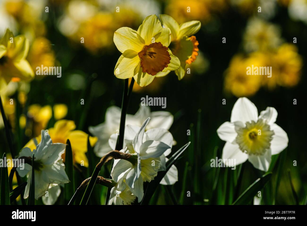 Jonquilles de jardin de printemps hi-res stock photography and images - Alamy
