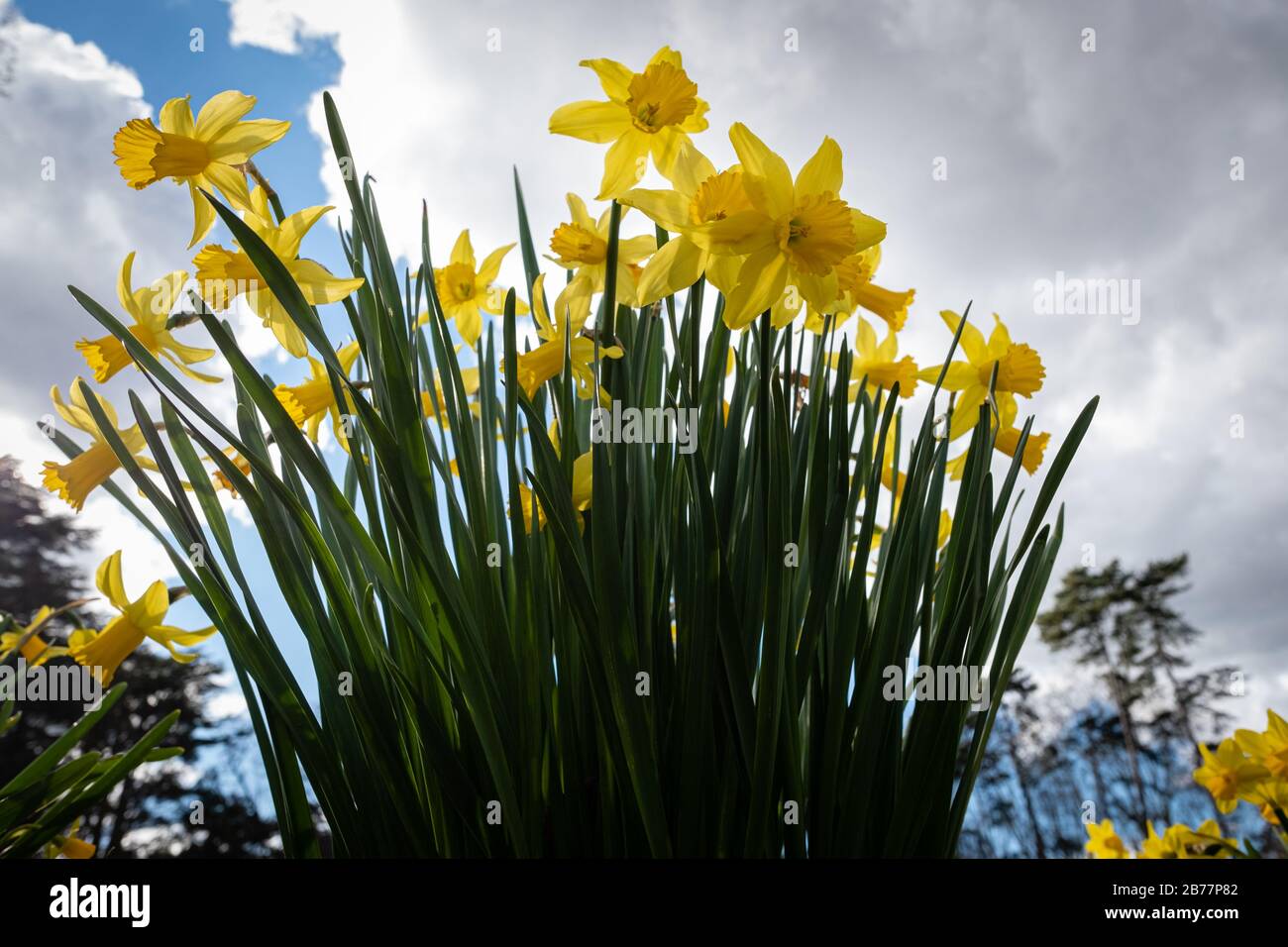 Jonquilles de jardin de printemps hi-res stock photography and images - Alamy