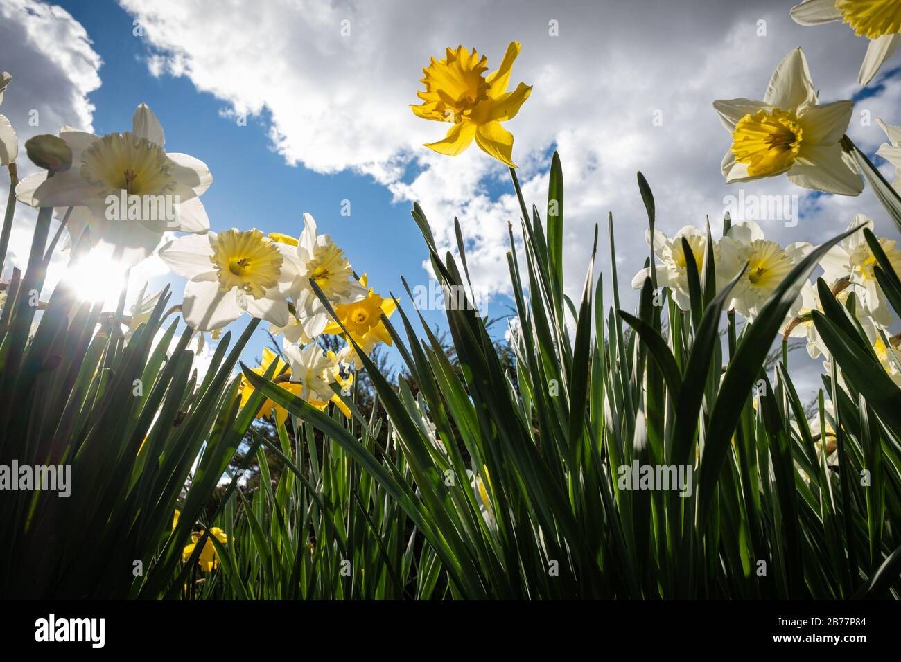 Jonquilles de jardin de printemps hi-res stock photography and images - Alamy