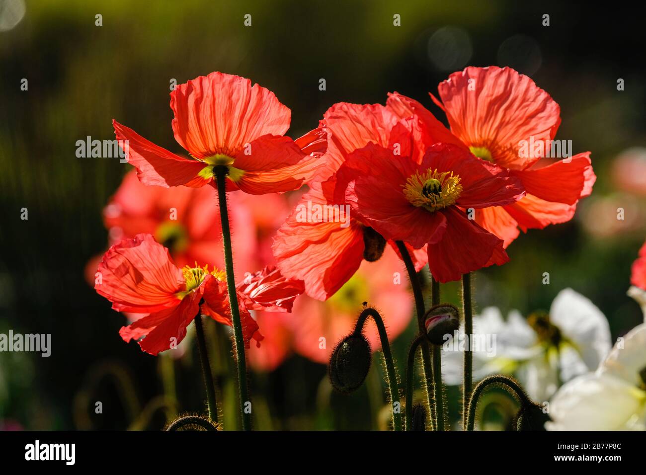 Grosse fleurs hi-res stock photography and images - Alamy