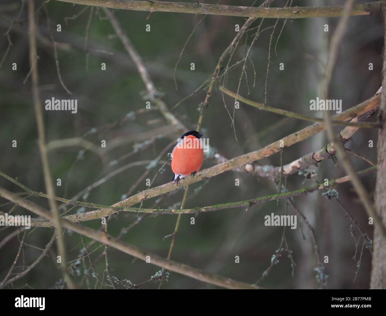 Flying male bullfinch hi-res stock photography and images - Alamy