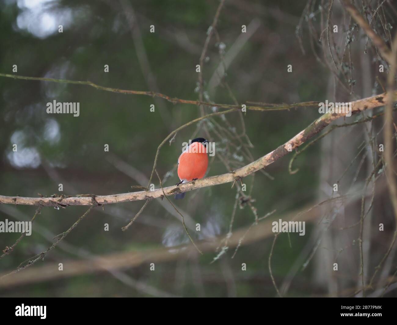 Flying male bullfinch hi-res stock photography and images - Alamy