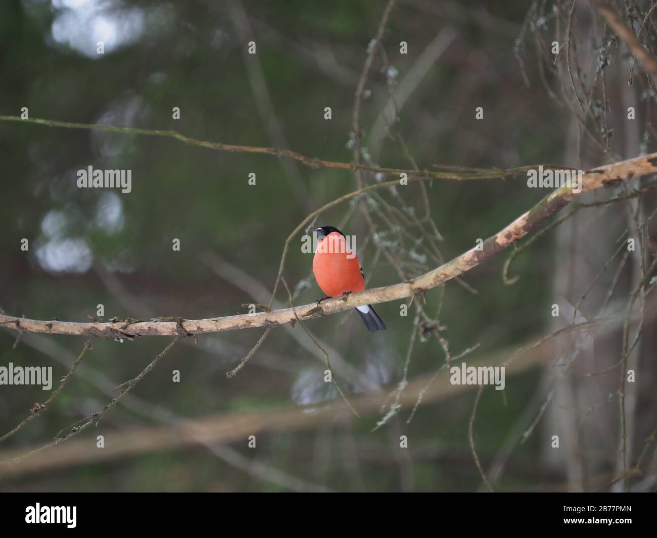 red bullfinch in the forest Stock Photo - Alamy