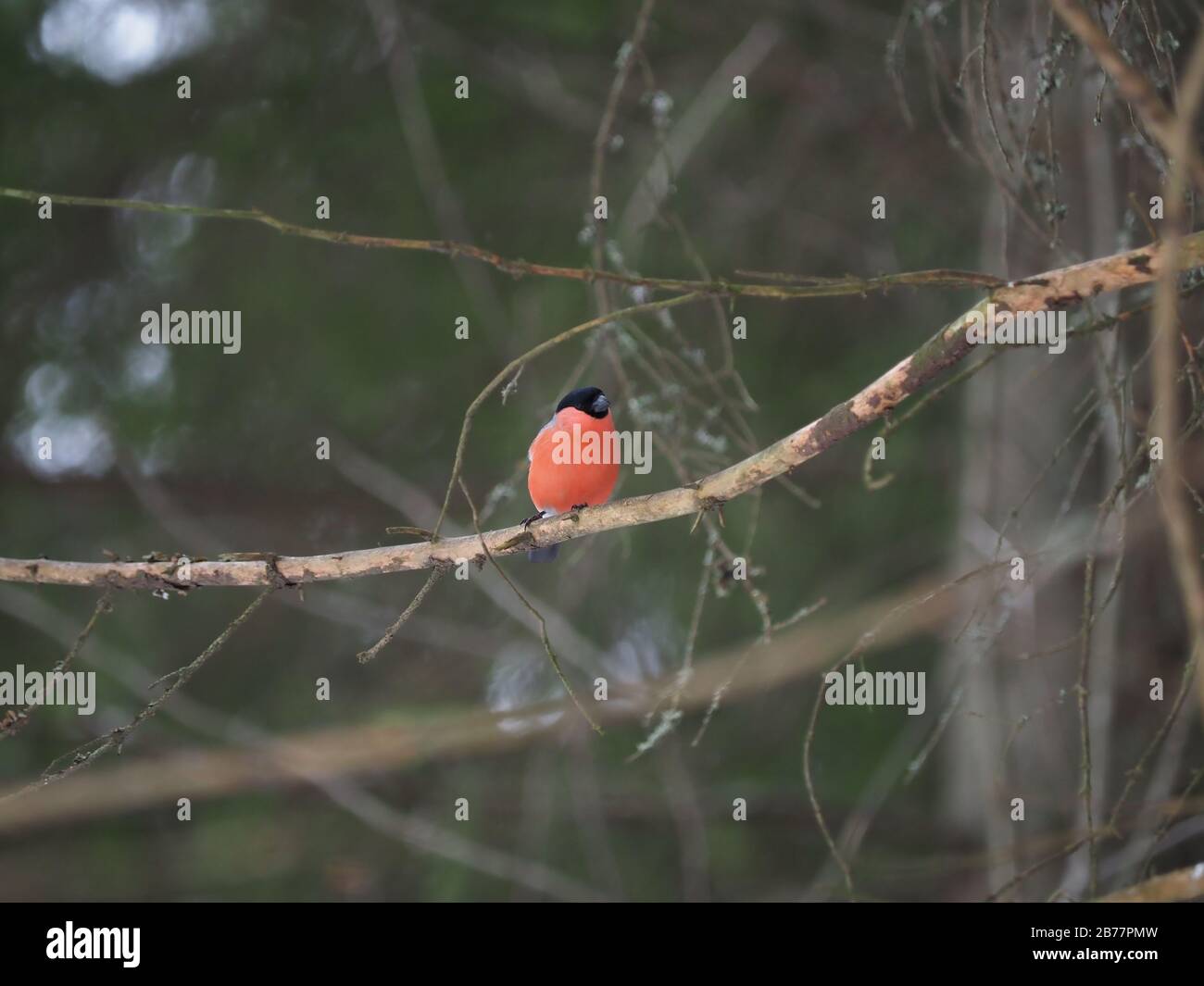 Flying male bullfinch hi-res stock photography and images - Alamy