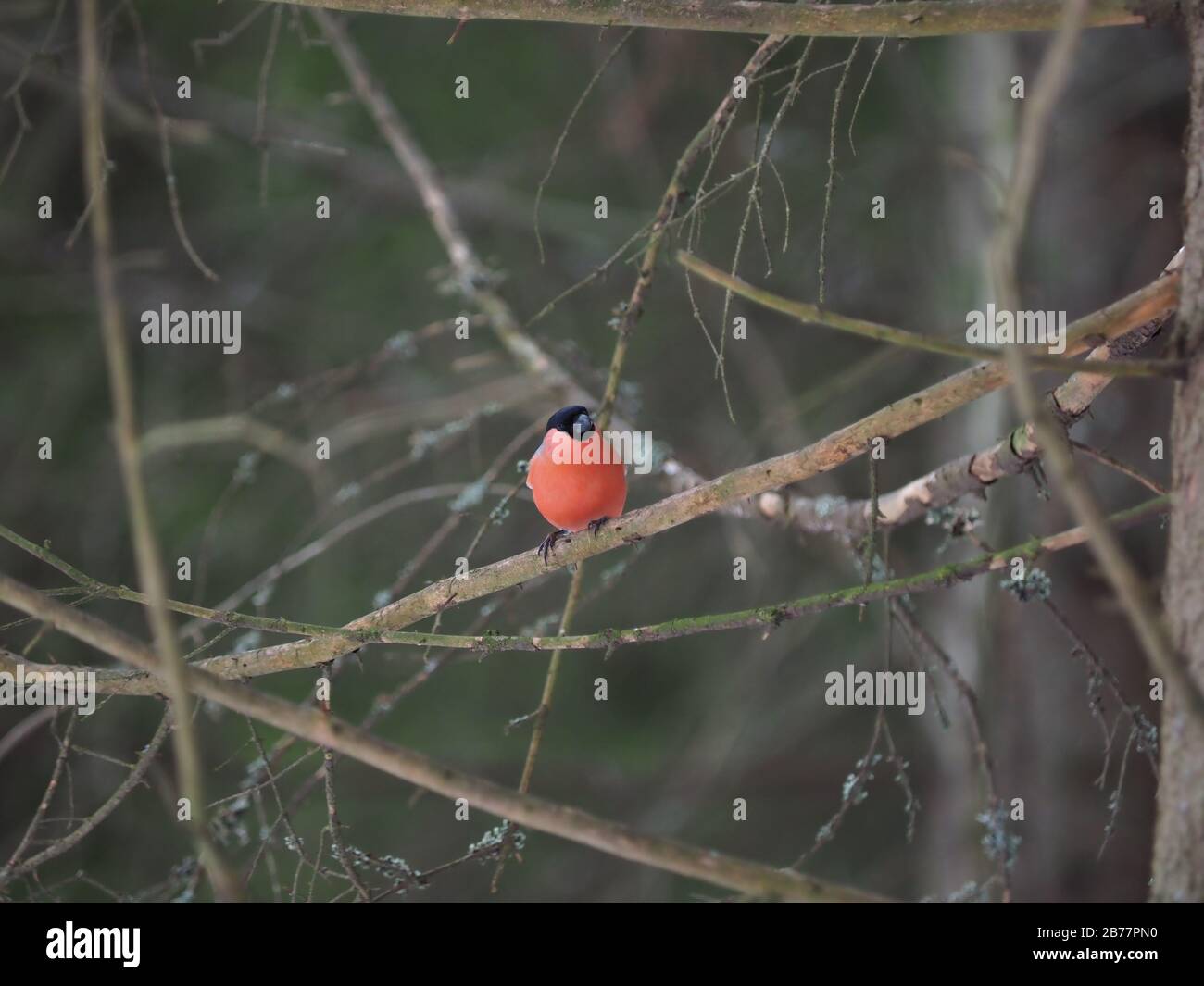 red bullfinch in the forest Stock Photo - Alamy
