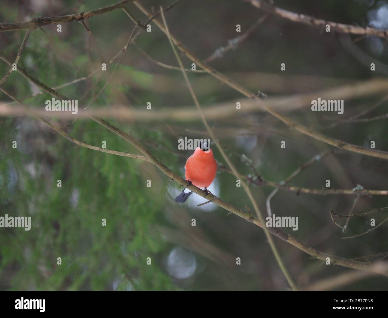 Flying male bullfinch hi-res stock photography and images - Alamy