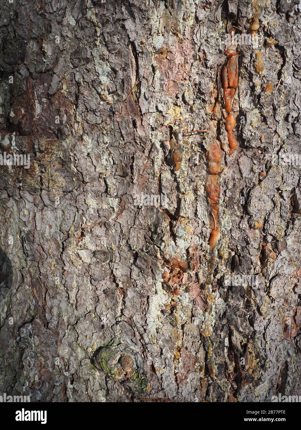 beautiful bark of spruce on a tree. background Stock Photo - Alamy