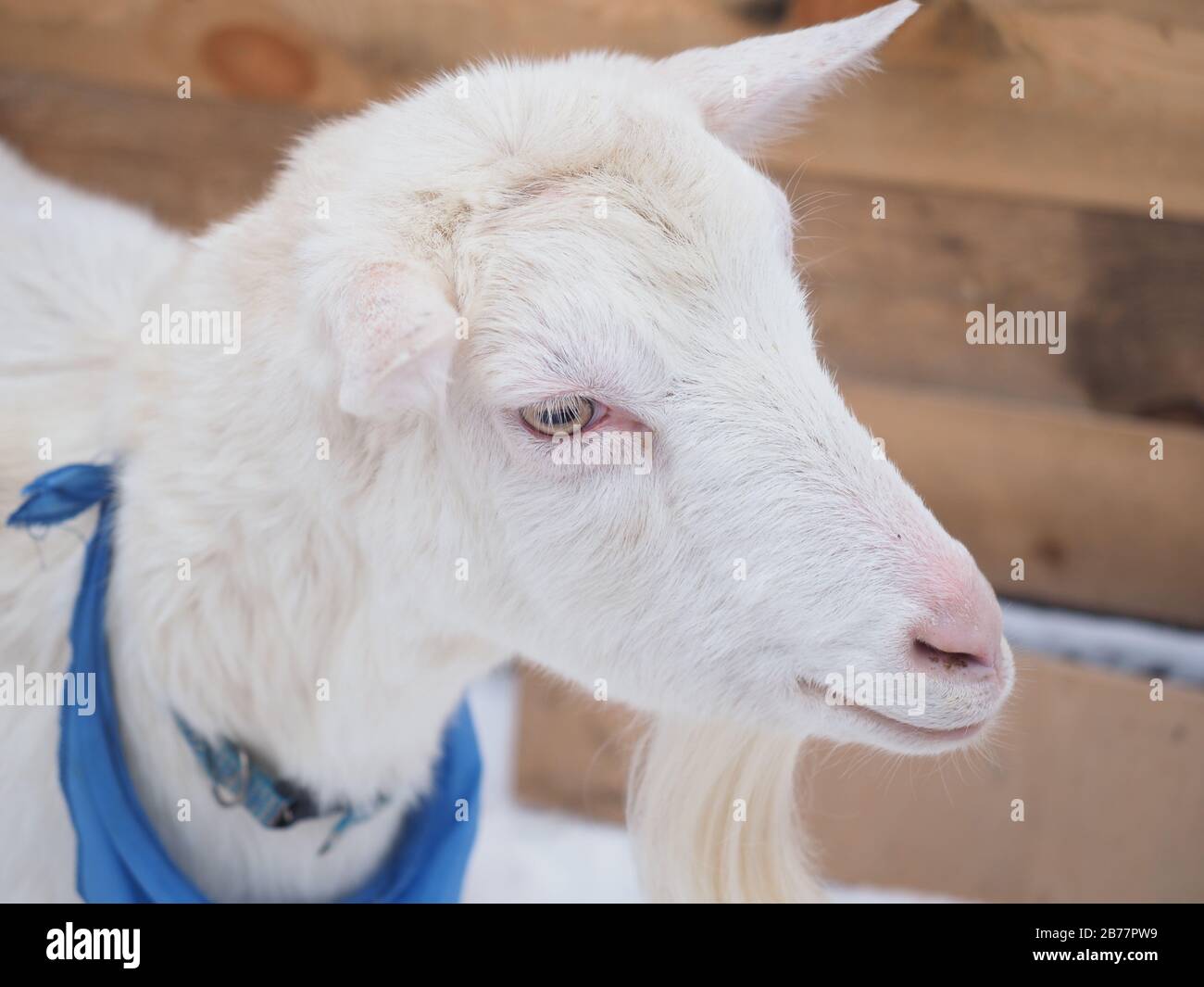 Beautiful goat in the village. Winter Stock Photo - Alamy