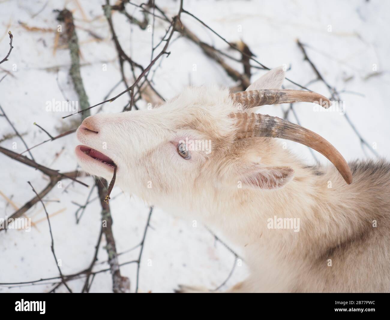 Beautiful goat in the village. Winter Stock Photo - Alamy