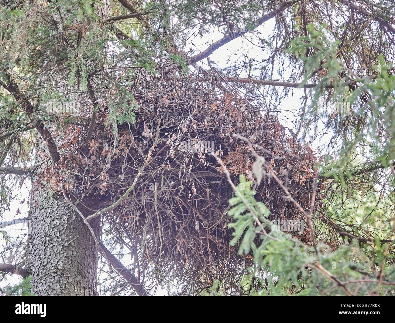 goshawk nest on spruce tree Stock Photo - Alamy