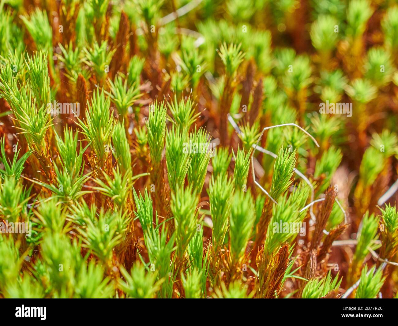 moss in the swamp. forest. taiga Stock Photo - Alamy