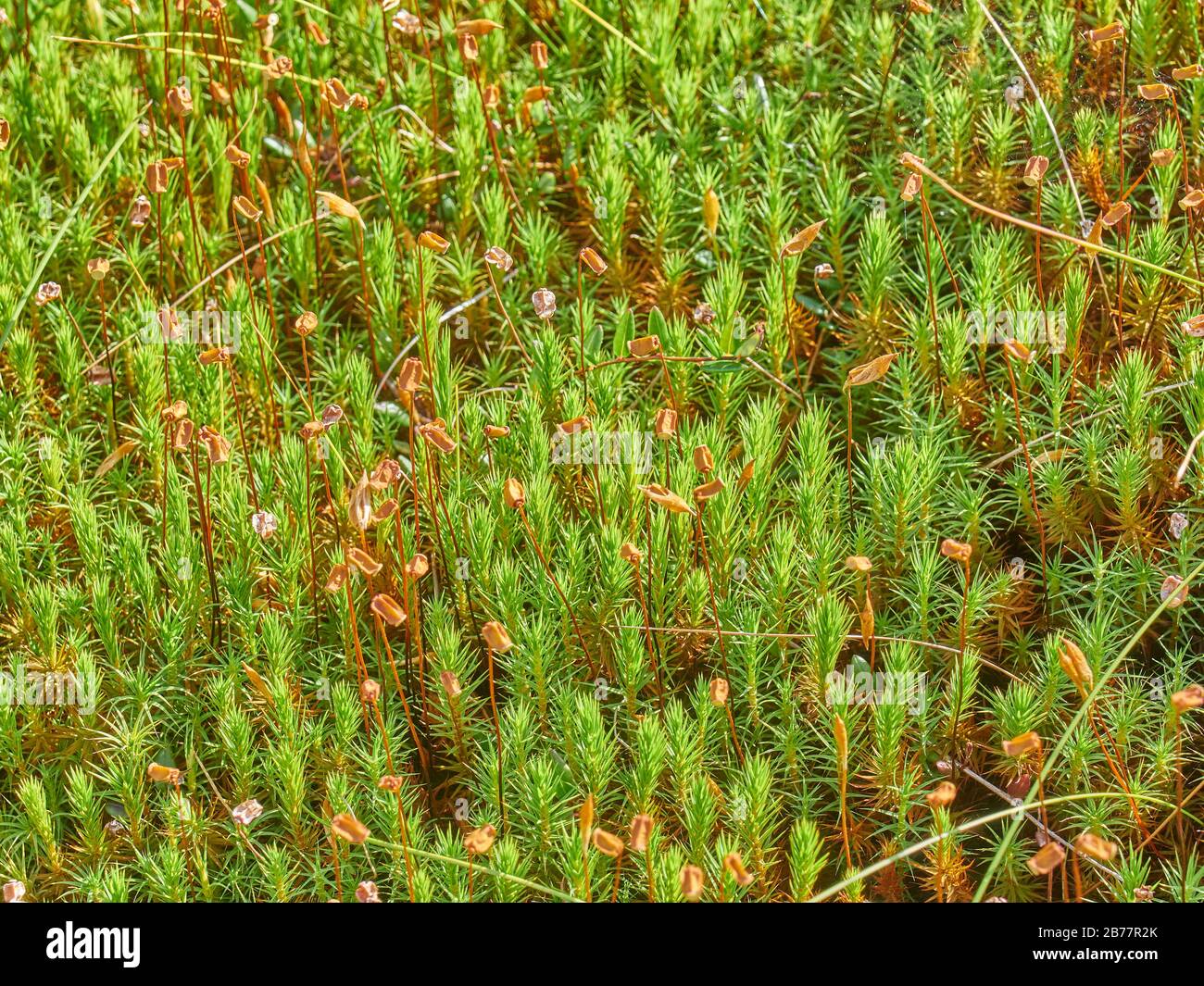moss in the swamp. forest. taiga Stock Photo - Alamy