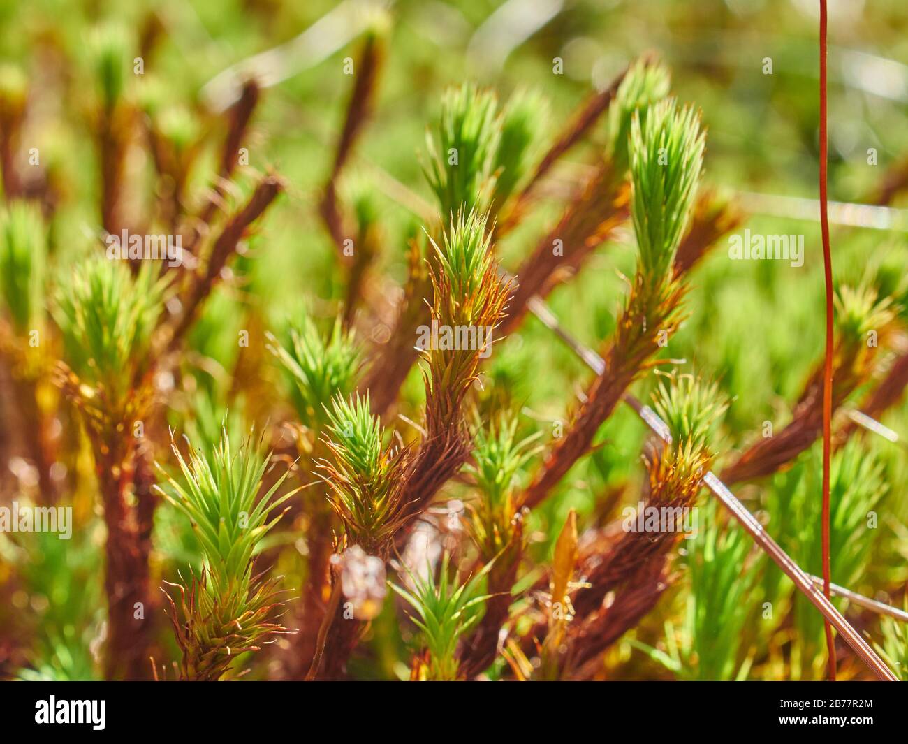 moss in the swamp. forest. taiga Stock Photo - Alamy