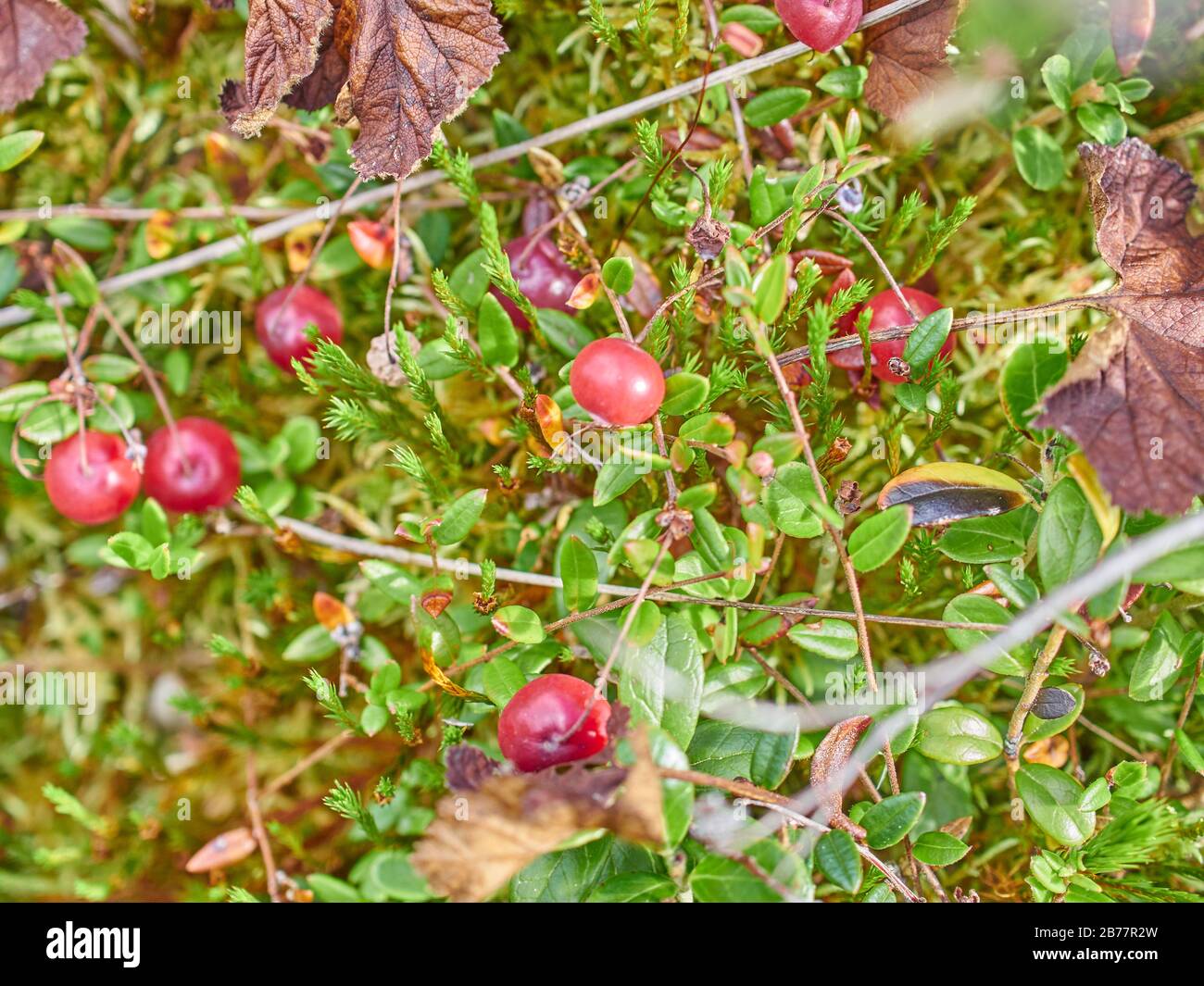 Cranberries in swamp forest hi-res stock photography and images - Alamy
