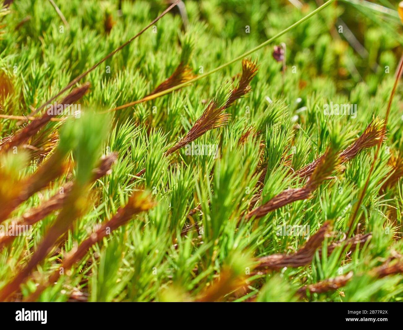 moss in the swamp. forest. taiga Stock Photo - Alamy