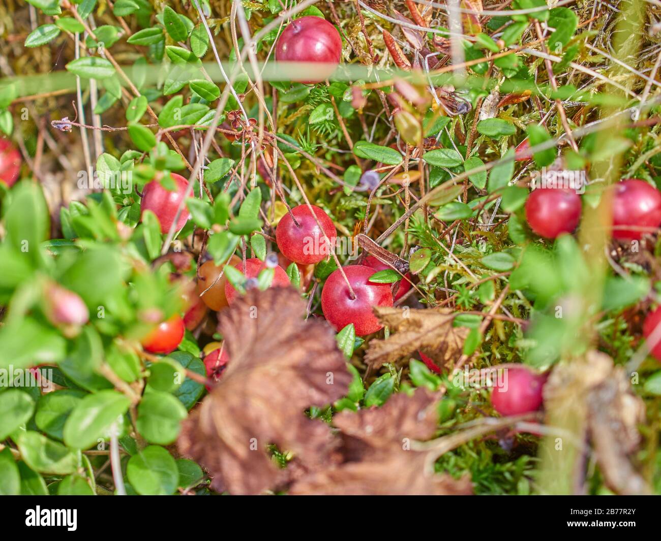 Cranberries in swamp forest hi-res stock photography and images - Alamy