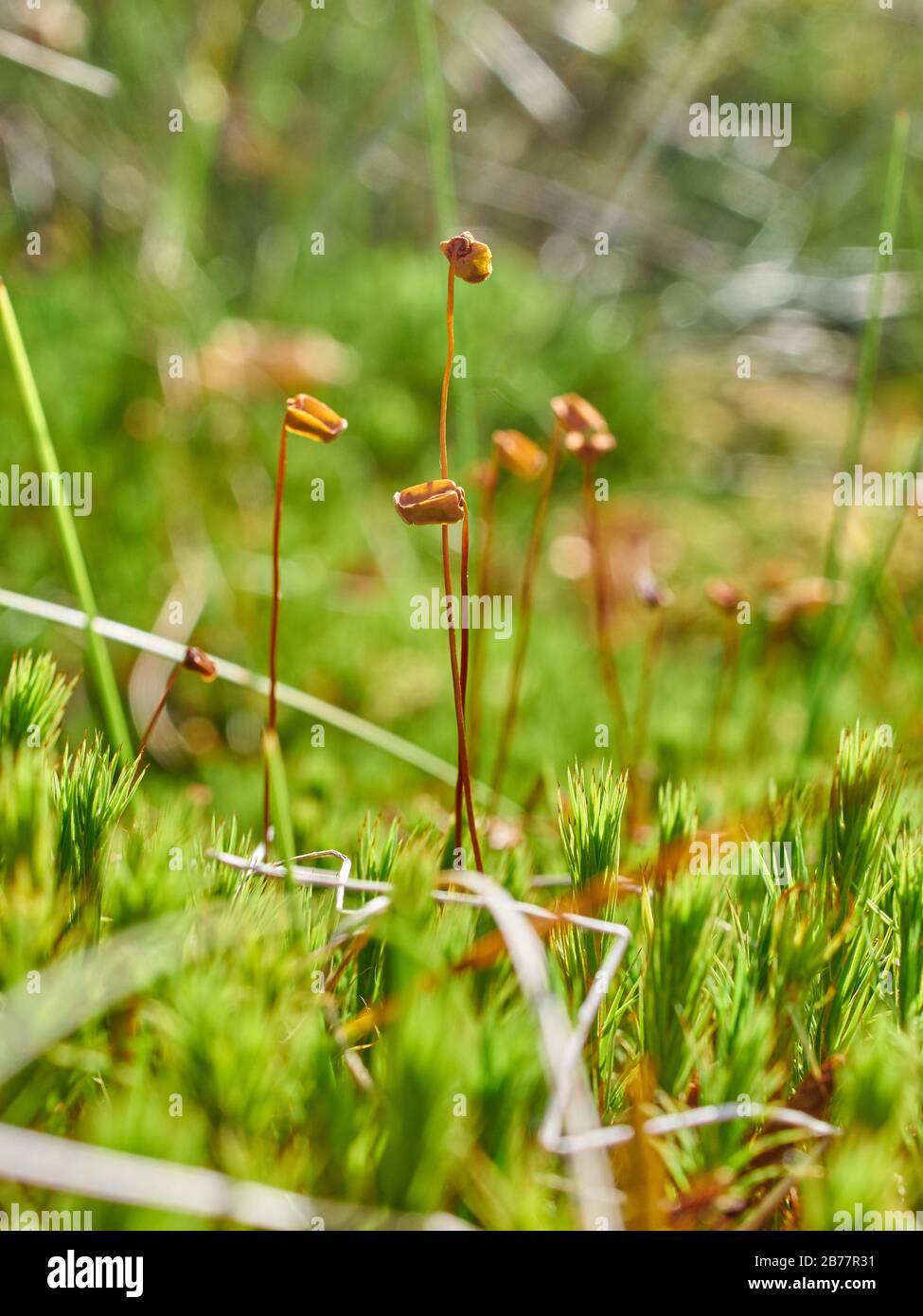 moss in the swamp. forest. taiga Stock Photo - Alamy