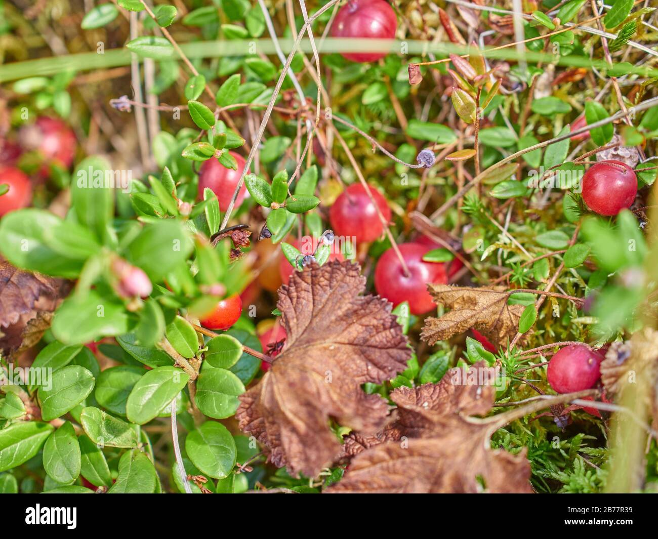 cranberries in the swamp. forest Stock Photo - Alamy