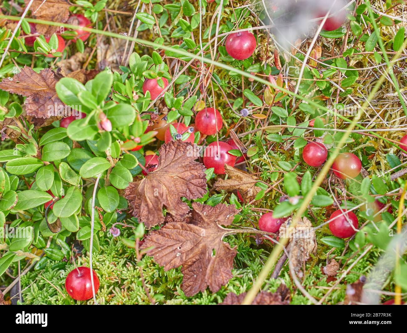 cranberries in the swamp. forest Stock Photo - Alamy