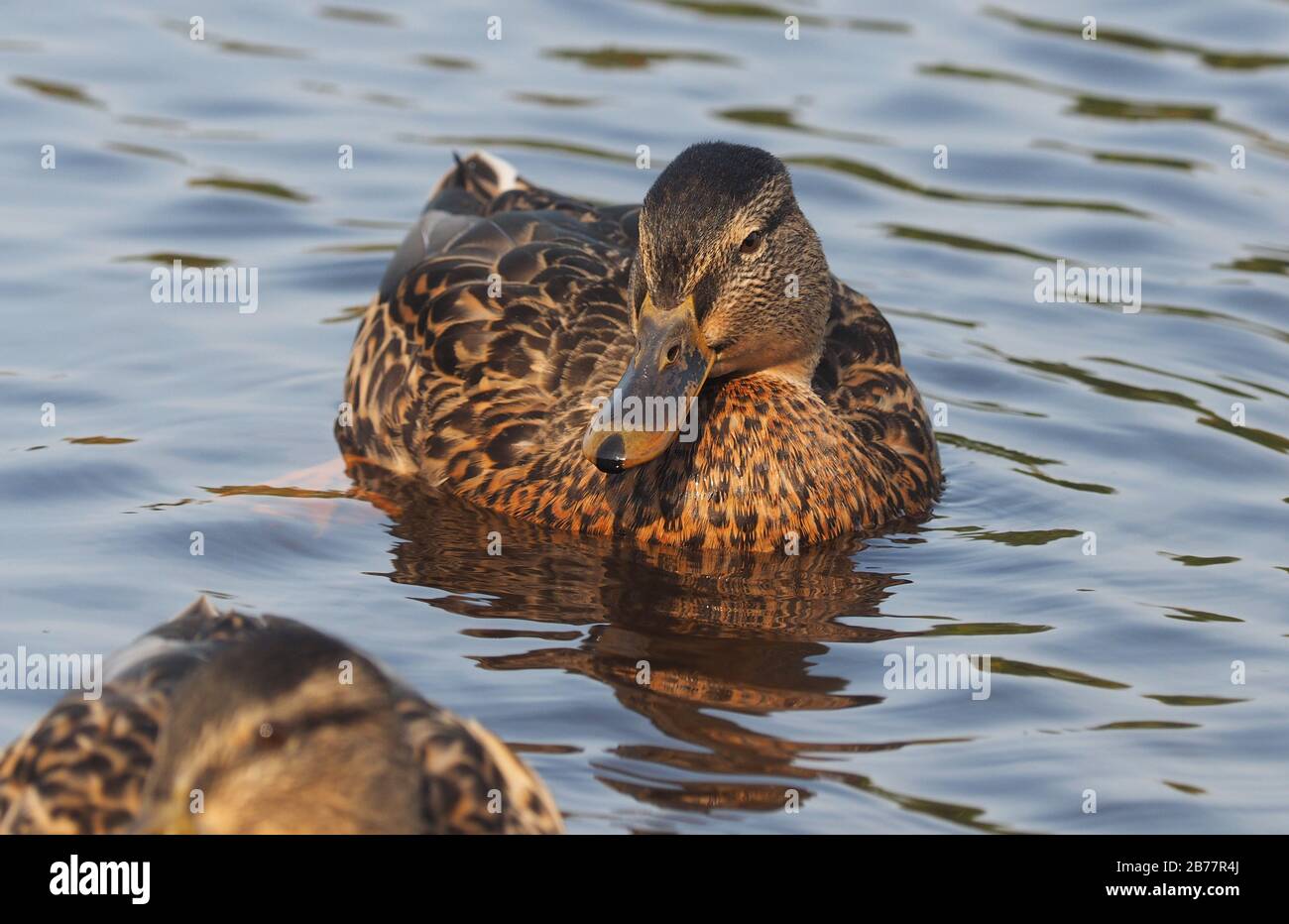 Mallard duck on the river Stock Photo - Alamy