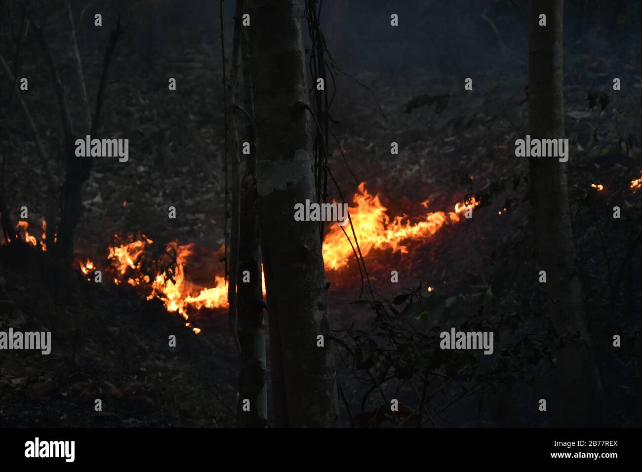 forest fire burning Stock Photo - Alamy
