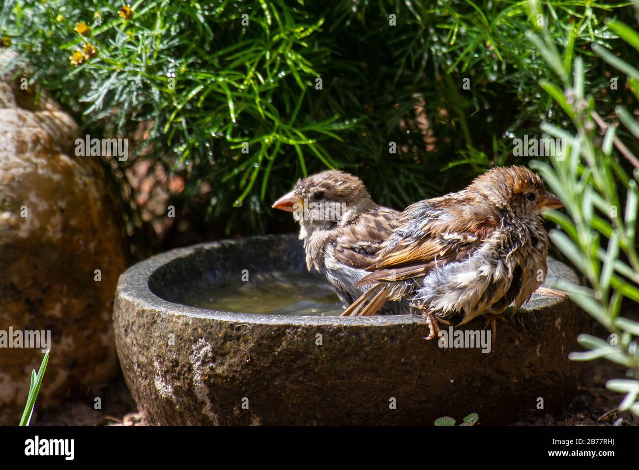 sparrows bathing in a stony bird bath Stock Photo - Alamy