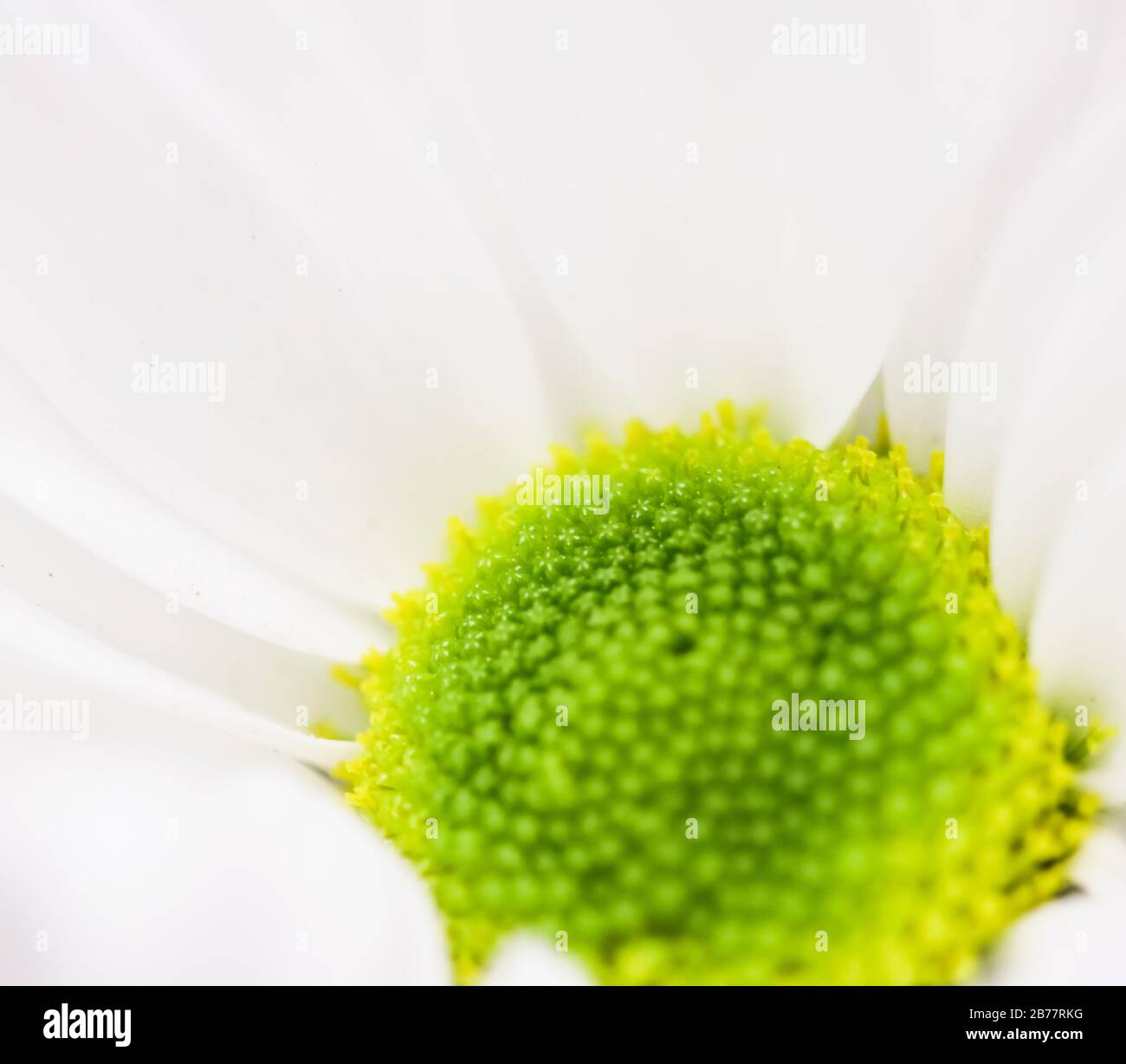 Spring daisy flower in nature, floral art and botanical garden as ...