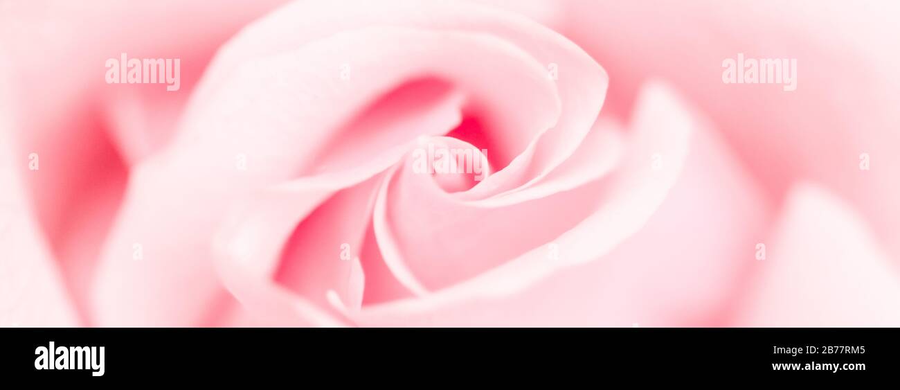 Tender rose flower in nature, floral art and botanical garden as ...