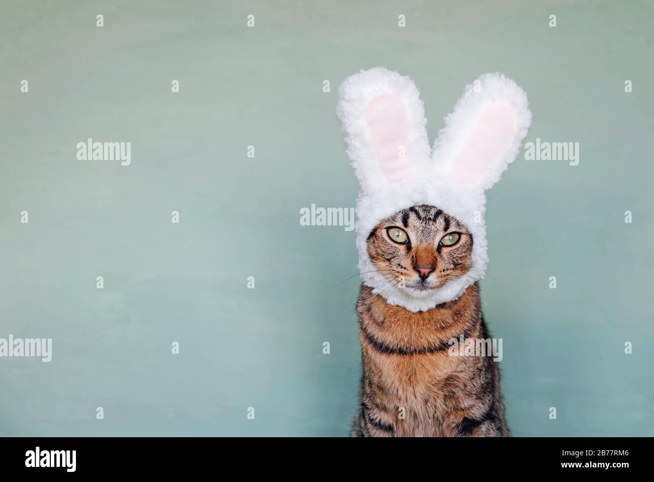Tabby rabbit hi-res stock photography and images - Alamy