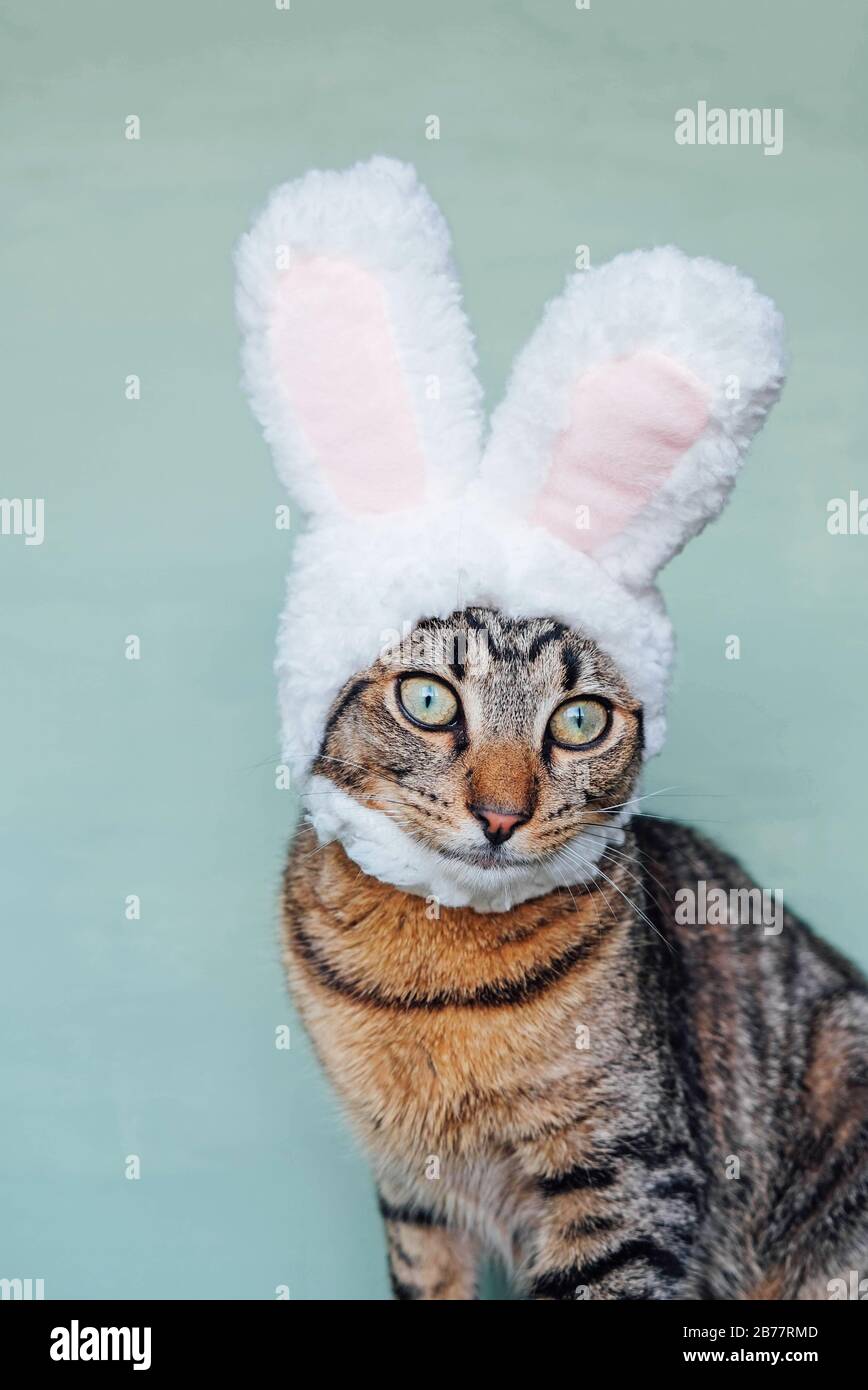 Cat Wearing Bunny Costume High Resolution Stock Photography and Images ...