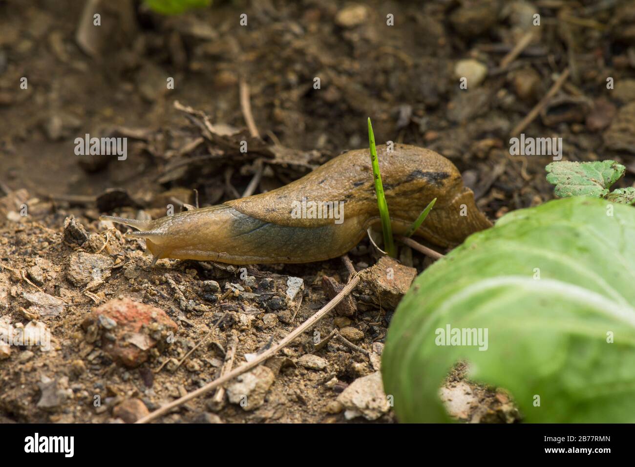 Slug garden soil hi-res stock photography and images - Alamy