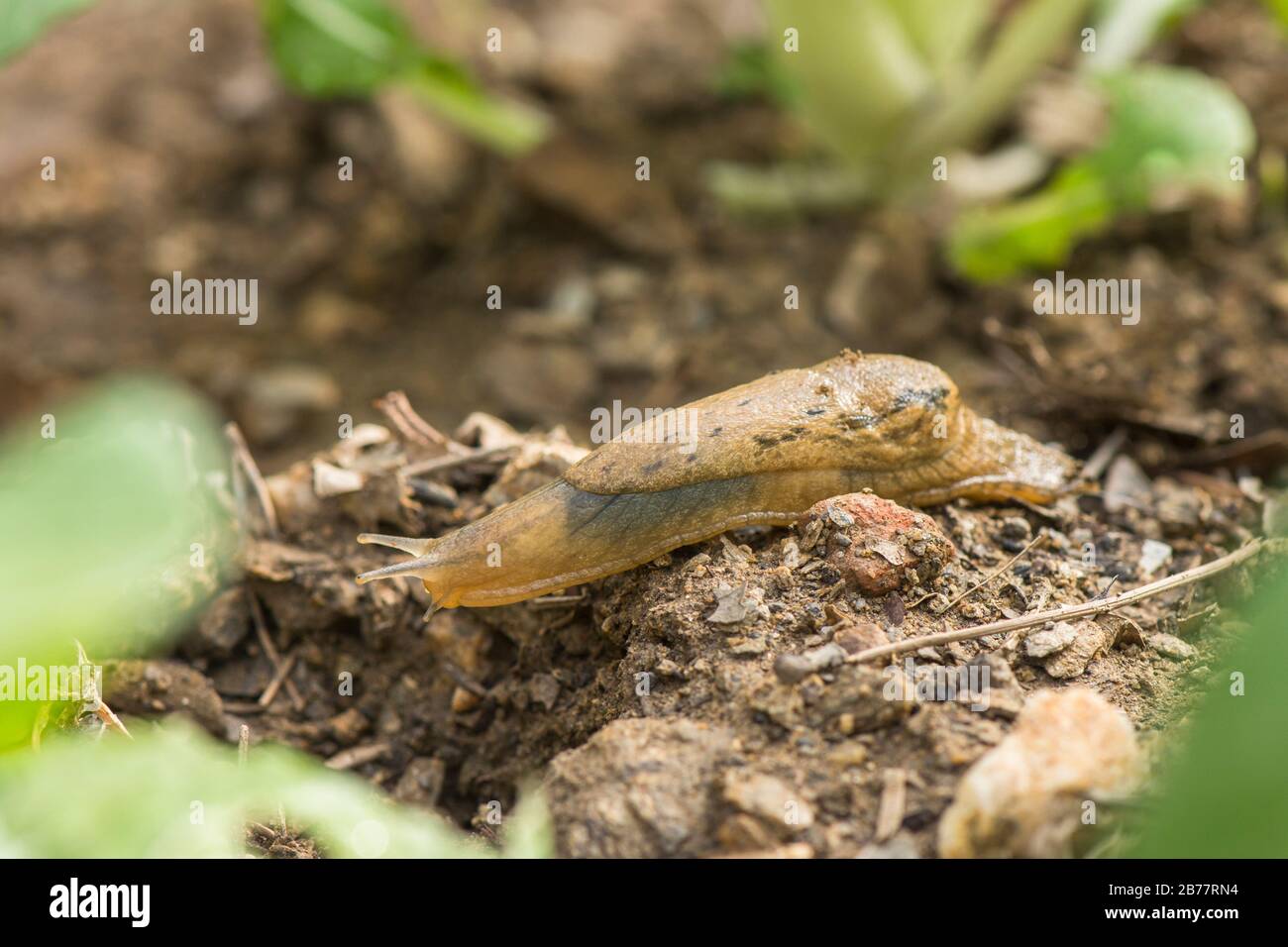Slug pest damage garden hi-res stock photography and images - Alamy