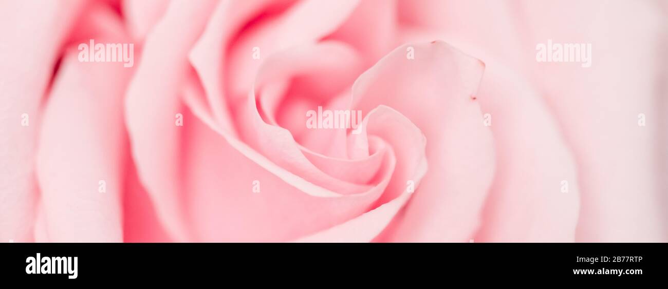Tender rose flower in nature, floral art and botanical garden as ...
