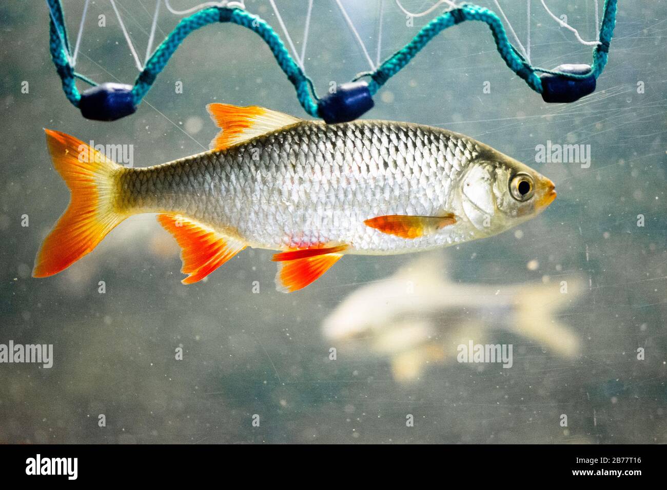 The common rudd - Scardinius erythrophthalmus Stock Photo - Alamy