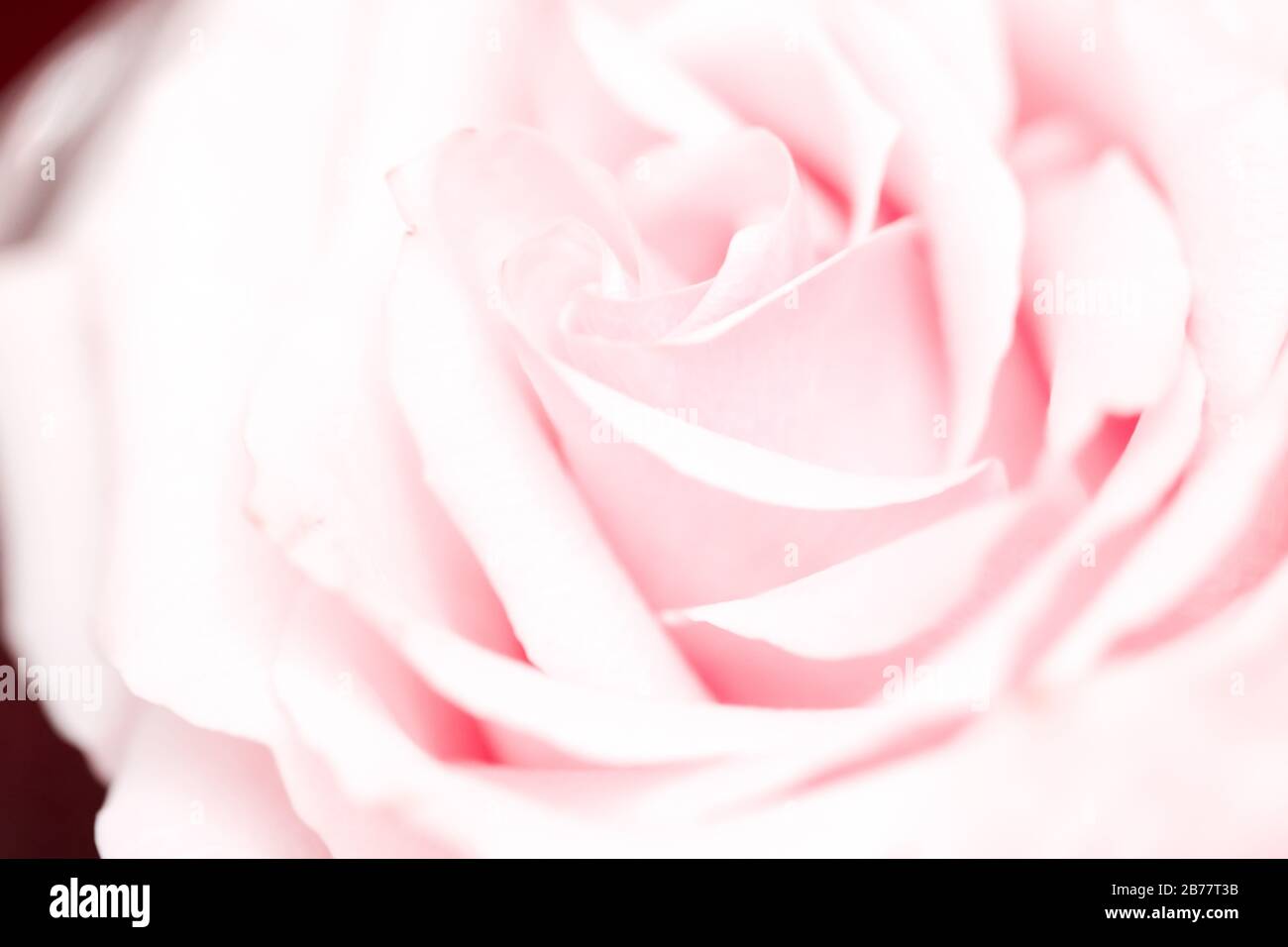Tender rose flower in nature, floral art and botanical garden as ...