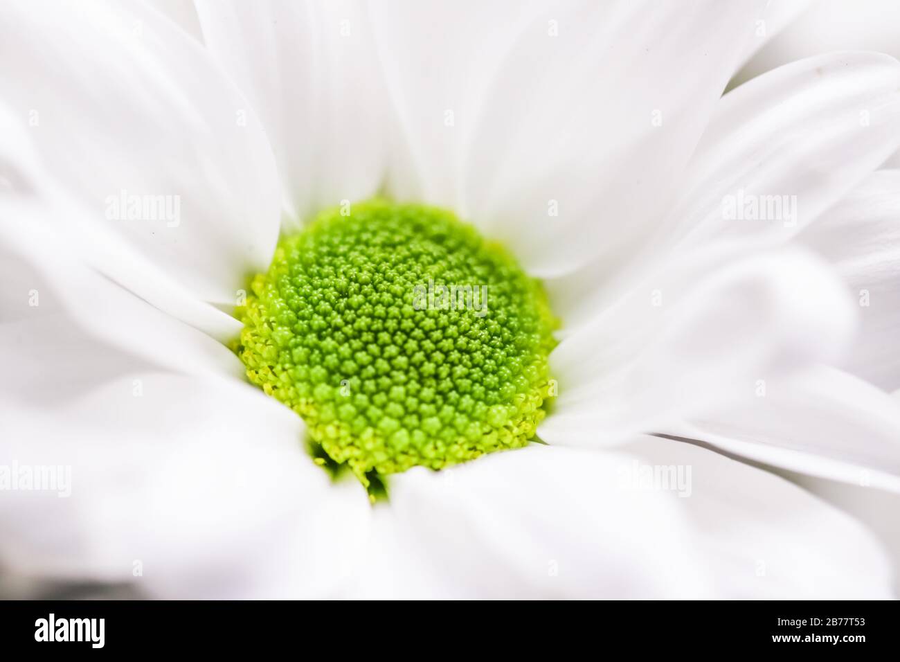 Spring daisy flower in nature, floral art and botanical garden as ...