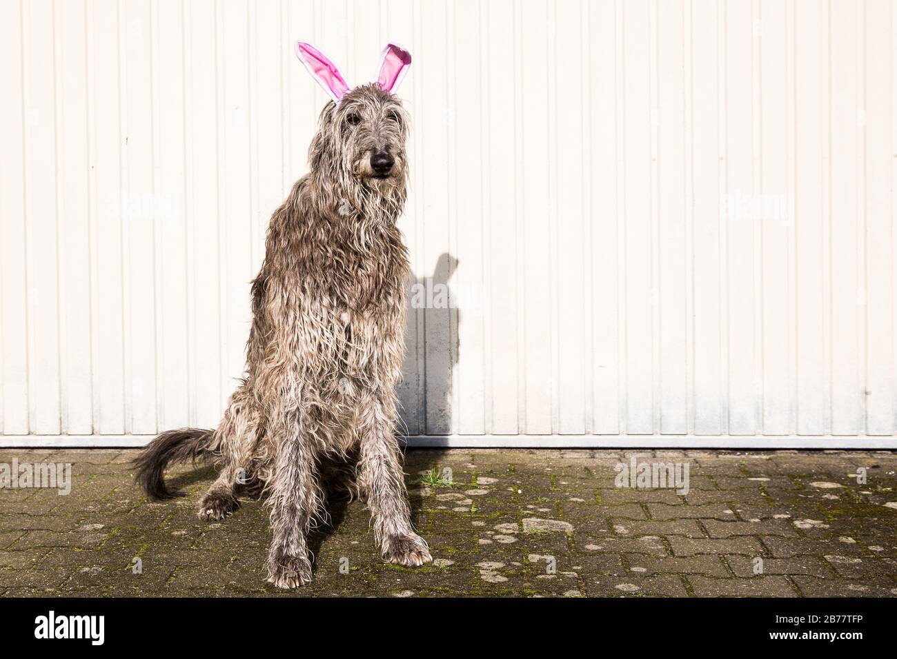 Traditional scottish dog breed hi-res stock photography and images - Alamy
