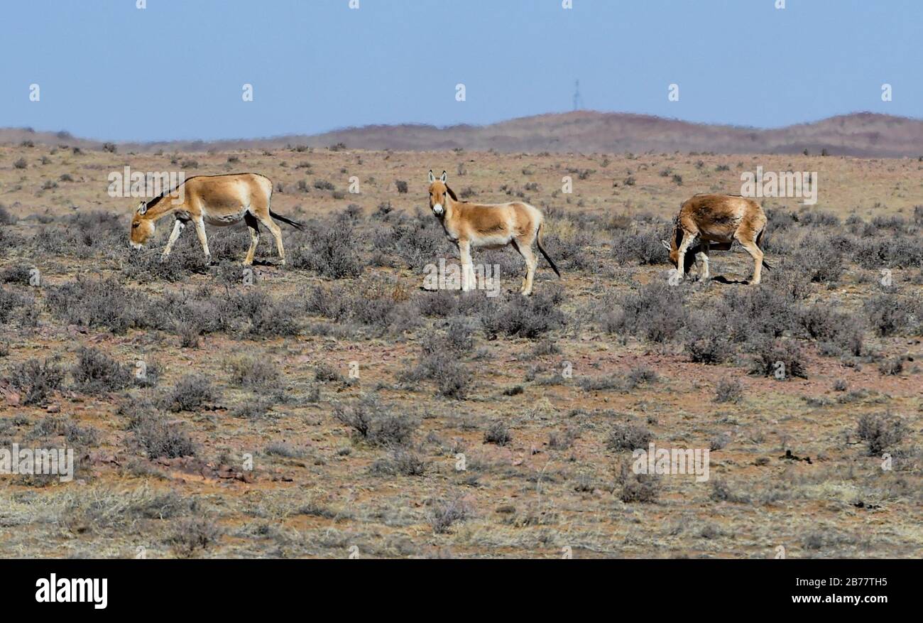 Xilingol league area hi-res stock photography and images - Alamy