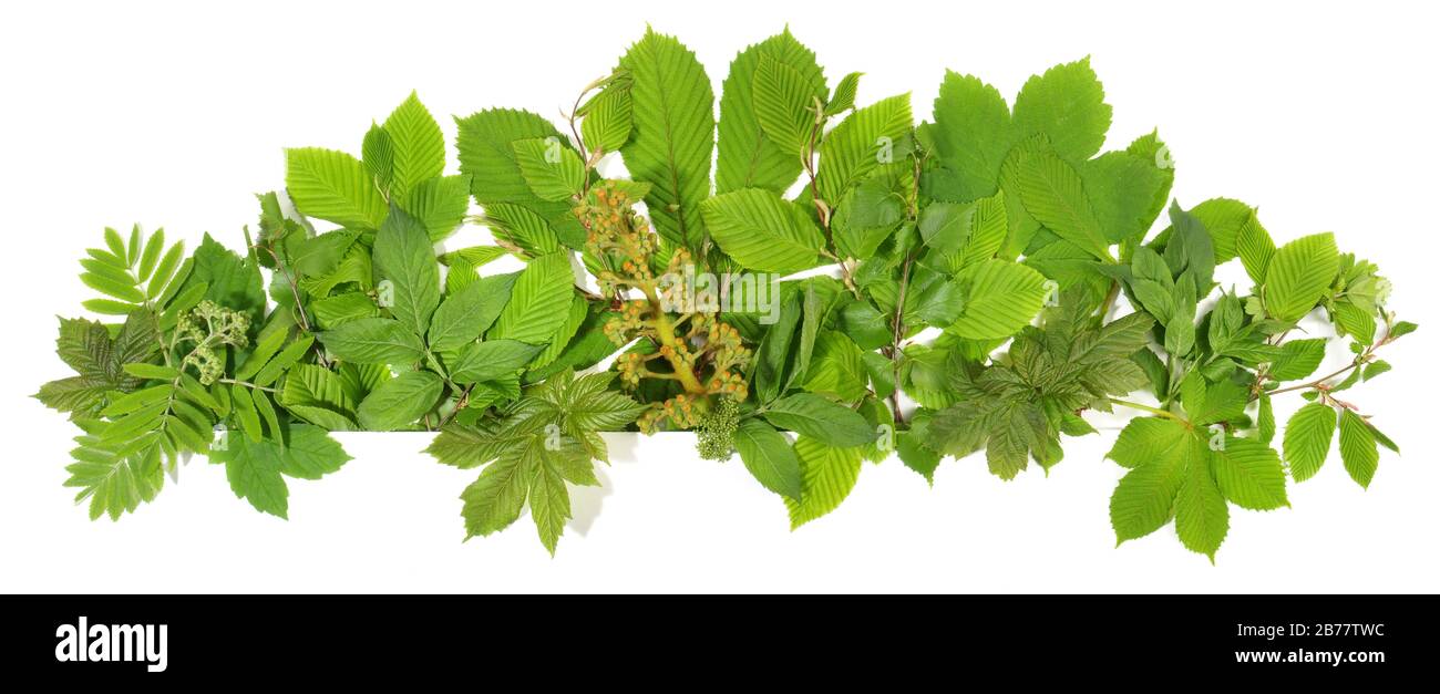 Green Tree Leaves in Spring - Isolated Panorama on white Background ...