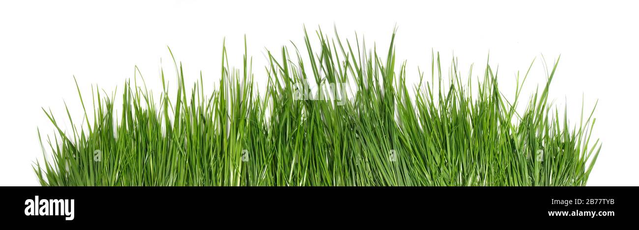 Spring grass isolated on white - Panorama Stock Photo - Alamy