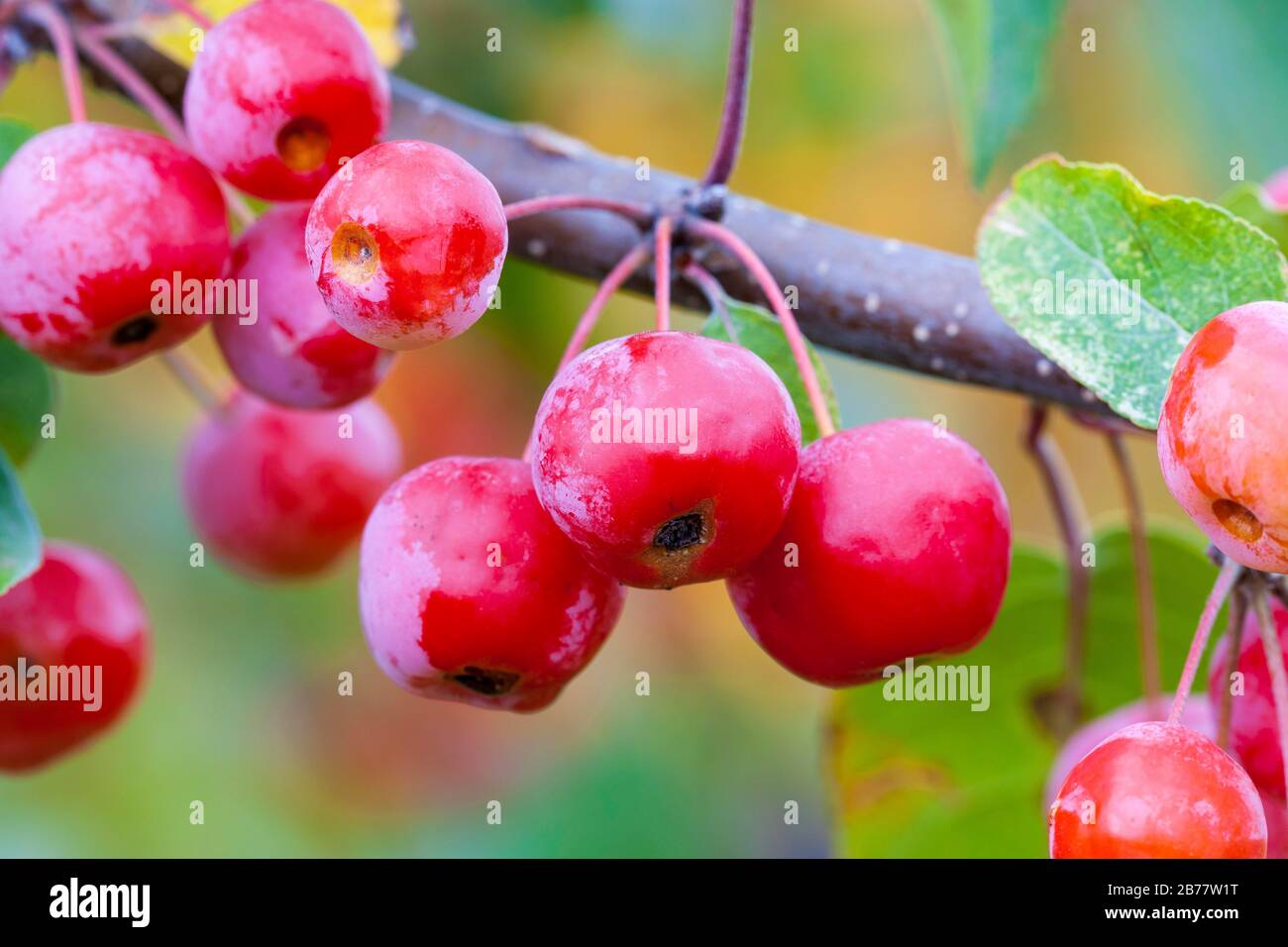 Red sentinel apple hi-res stock photography and images - Alamy