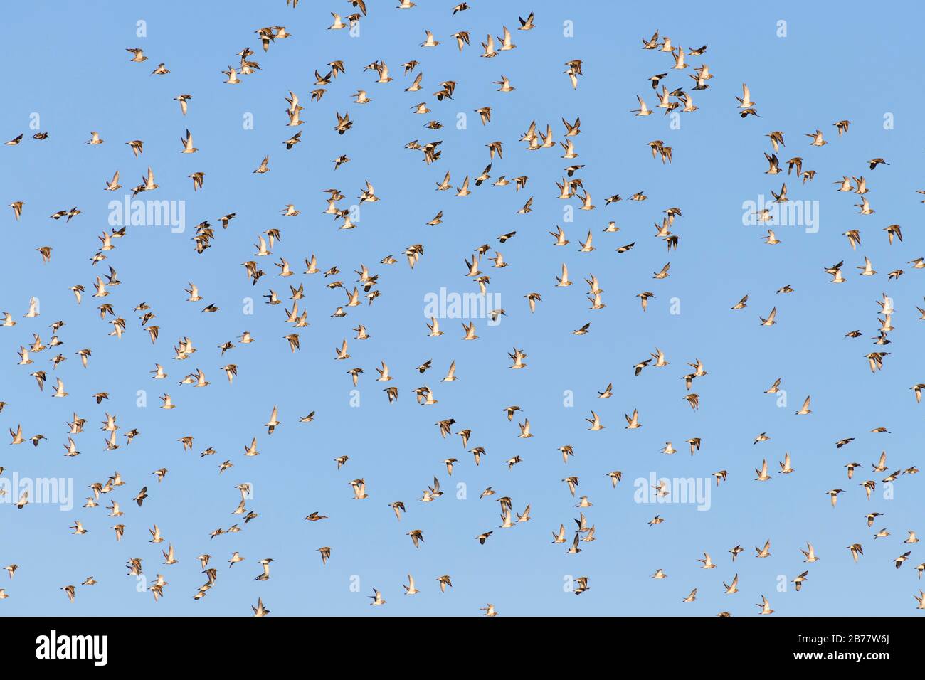 European golden plover (Pluvialis apricaria), Flock of birds in flight ...