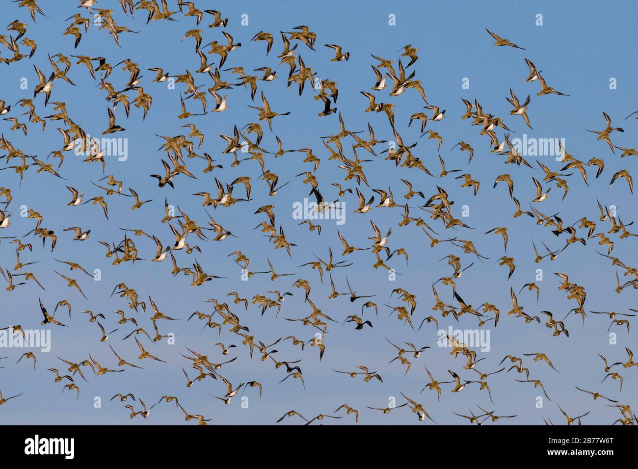 Butjadingen peninsula hi-res stock photography and images - Alamy