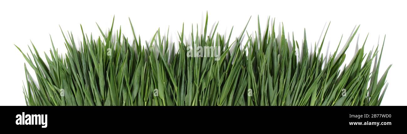 Fresh Wheatgrass Panorama on white Background Stock Photo - Alamy