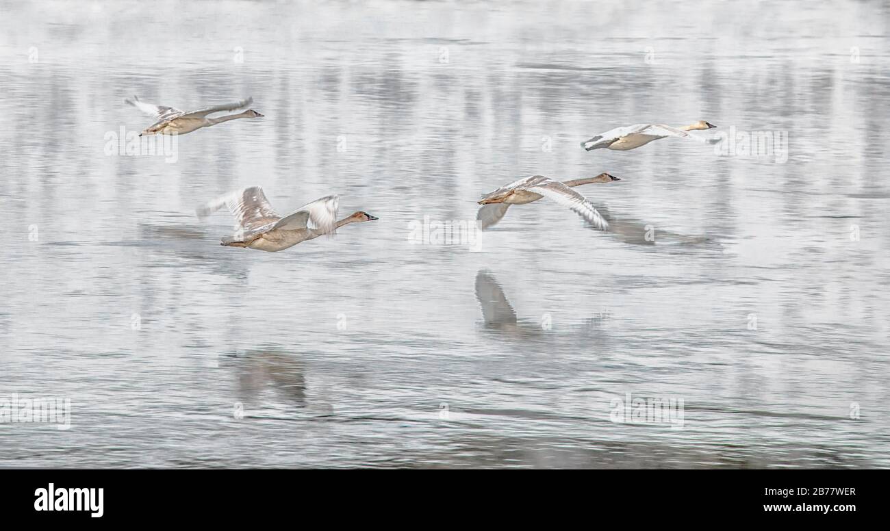 Flying into the water hi-res stock photography and images - Alamy
