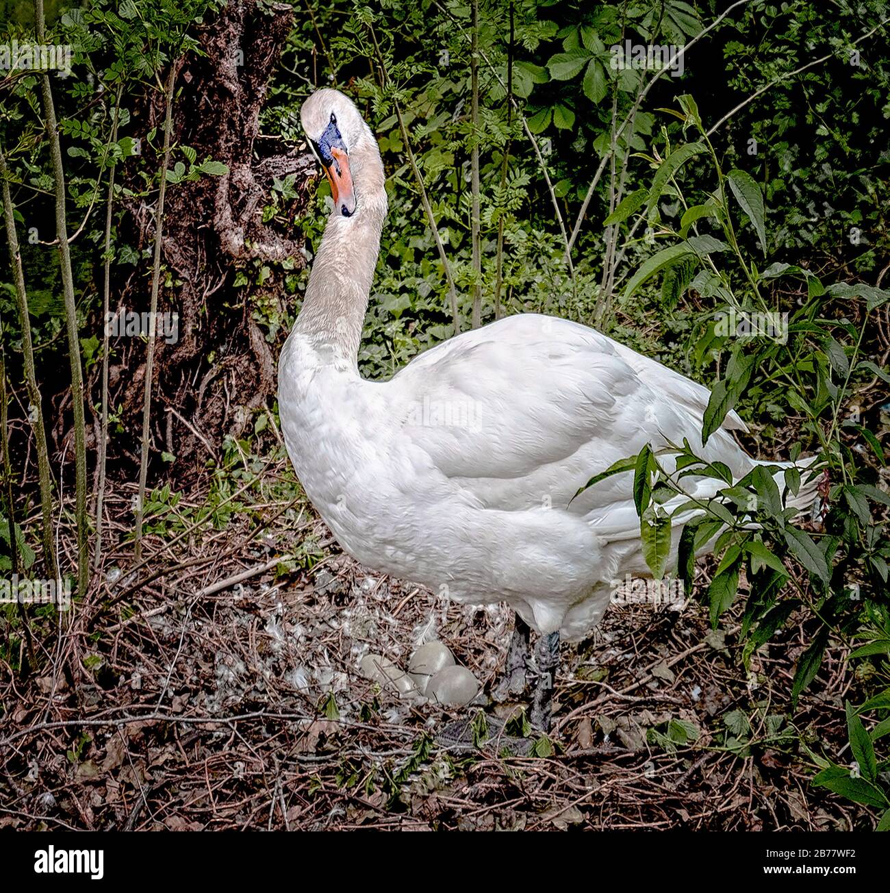 Swan on nest with eggs Stock Photo - Alamy