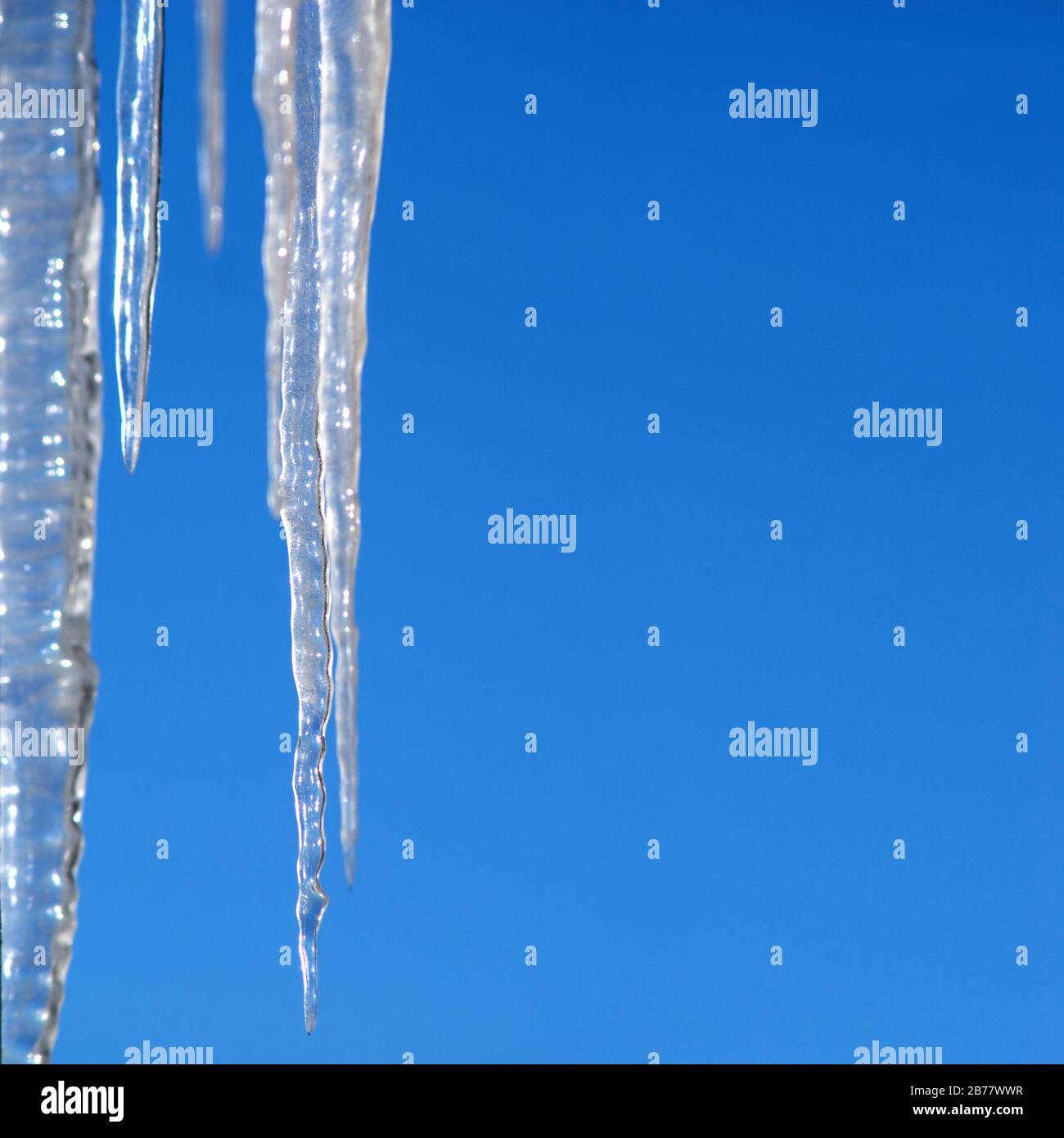 Long icicles hangs dawn on the right part of the photo over clear ...