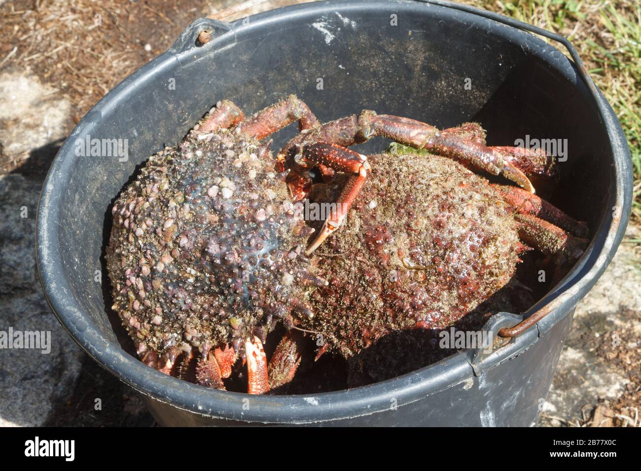 Crabs in a bucket hi-res stock photography and images - Alamy