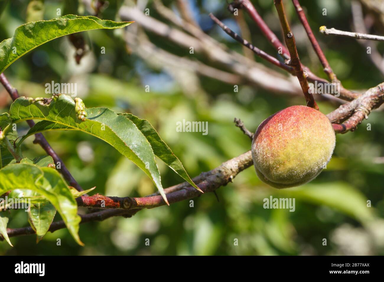 Peach ripening hi-res stock photography and images - Alamy